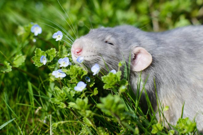 Stoner rat study first to closely mimic THC affinity in humans ...