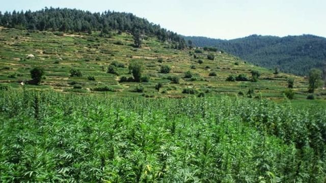 Morocco moves to legalize cannabis for medical and industrial use ...