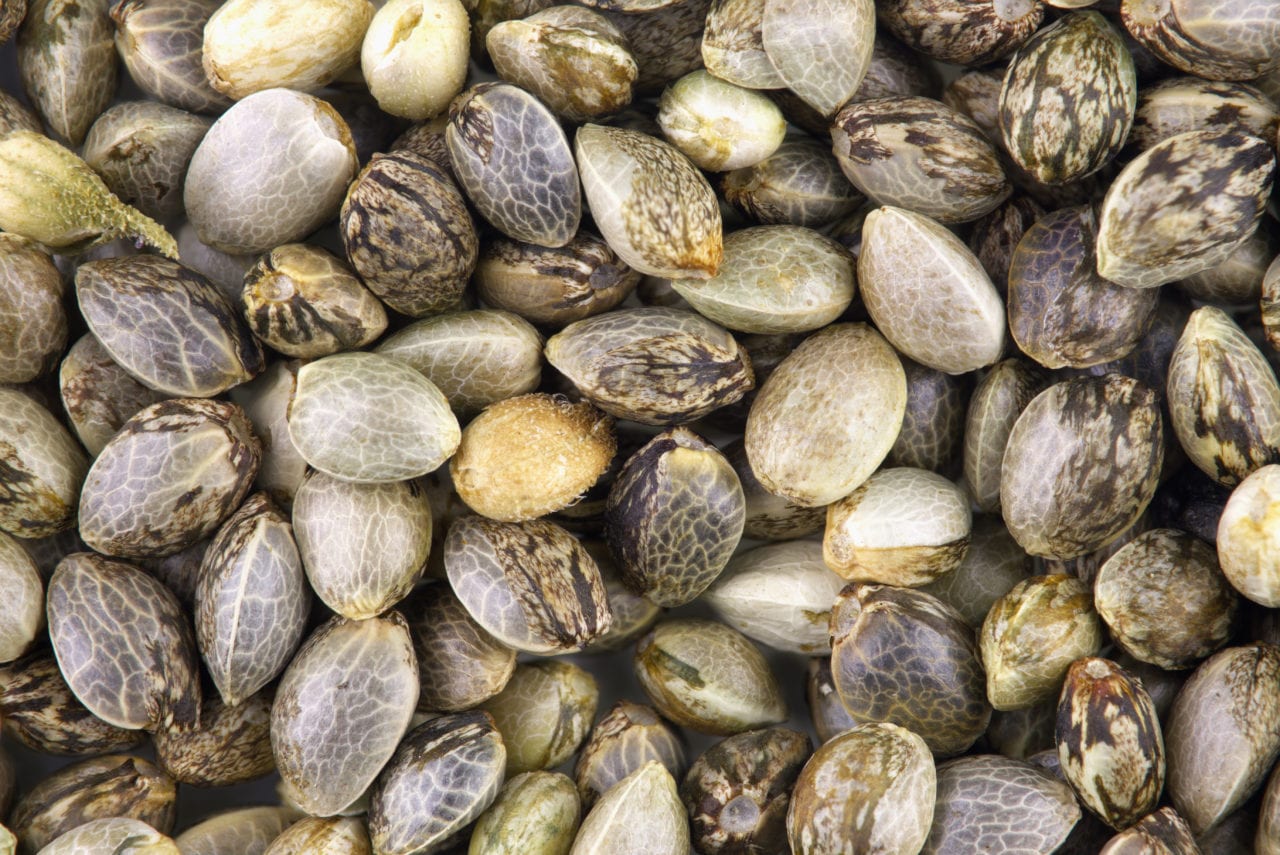 Health Canada opens up CBD market with new hemp cultivar approvals ...