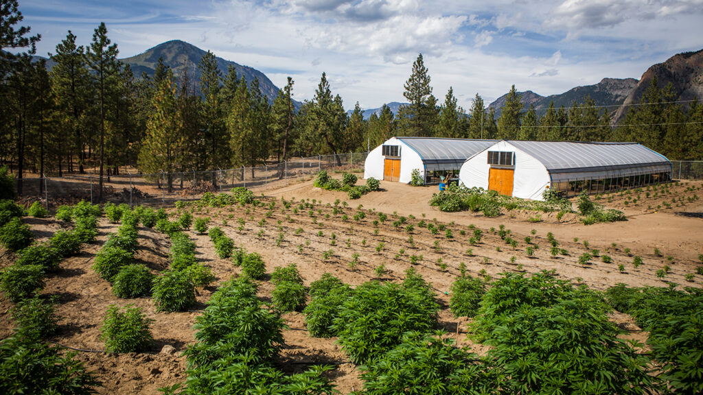 BC heatwave pushes cannabis growers to adapt methods - Mugglehead ...