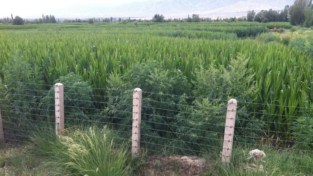 Scientists discover world's most ancient weed - Mugglehead Investment ...