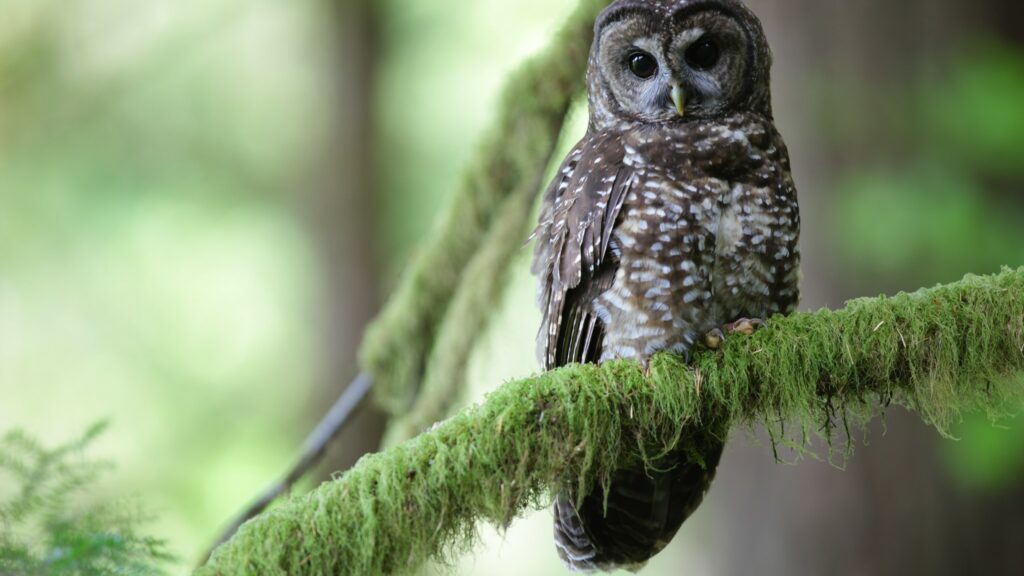 Trespass grows threaten wildlife in western US states, study shows ...