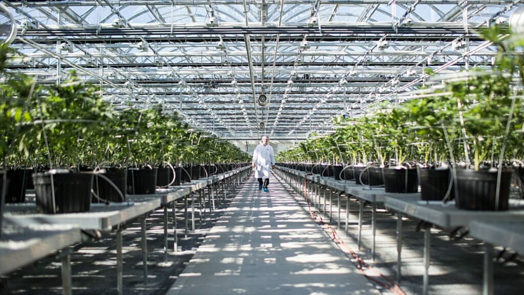 Hexo reaches new highs this quarter, yearly sales up 57% - Mugglehead ...