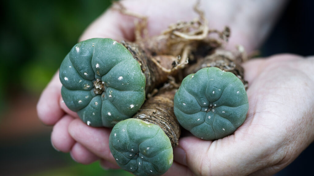 Non-profit launches supporting psychedelic traditions of Mexico's ...