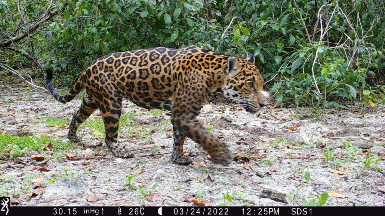 Huawei's AI platform helps jaguar conservation in Yucatan jungle