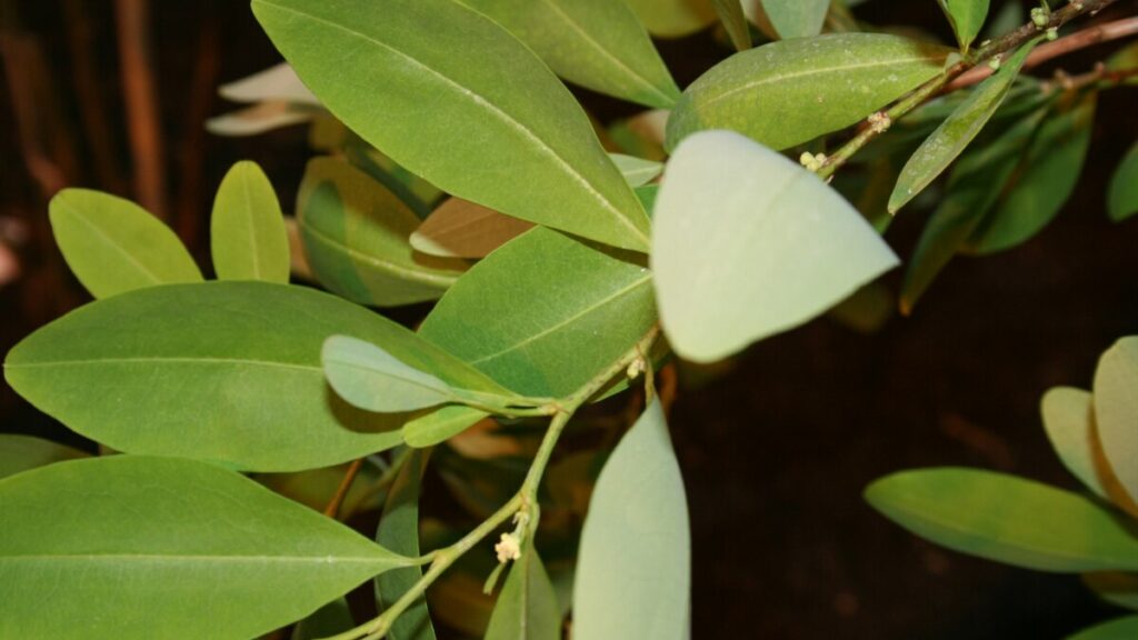 Power Leaves set to sell 'cocaine-free' coca leaf extract in Canada