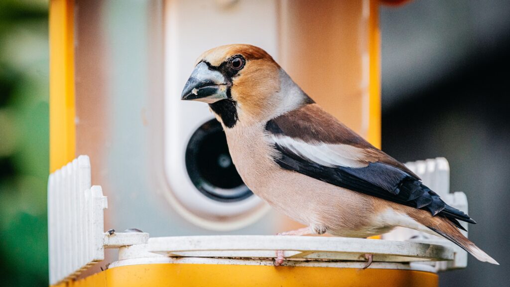 Tech startup adds new 'Nature Intelligence' features to its AI bird ...