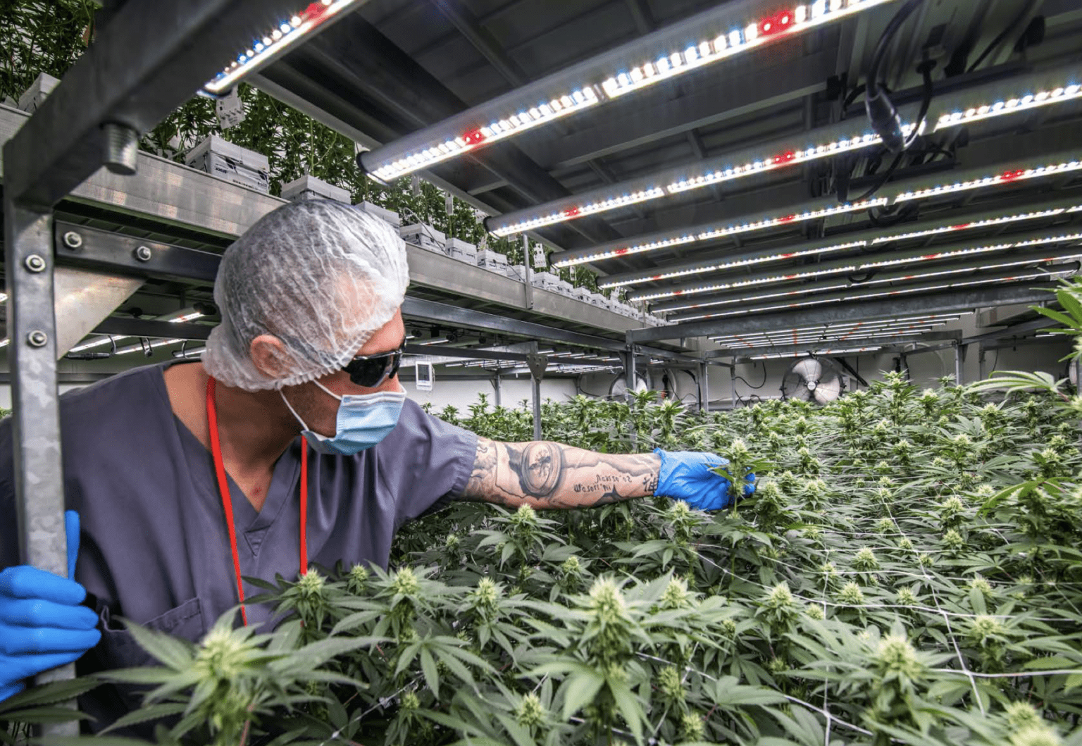 Avant Brands to enter Australian cannabis sector with launch of BLK MKT ...