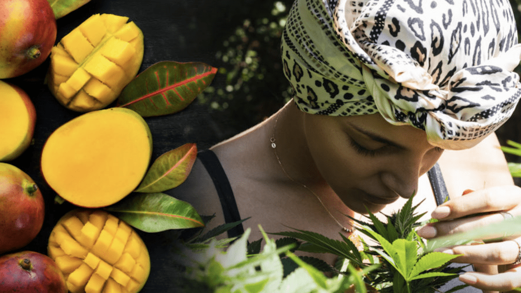 UBC awarded half a million to research fruit scented cannabis ...