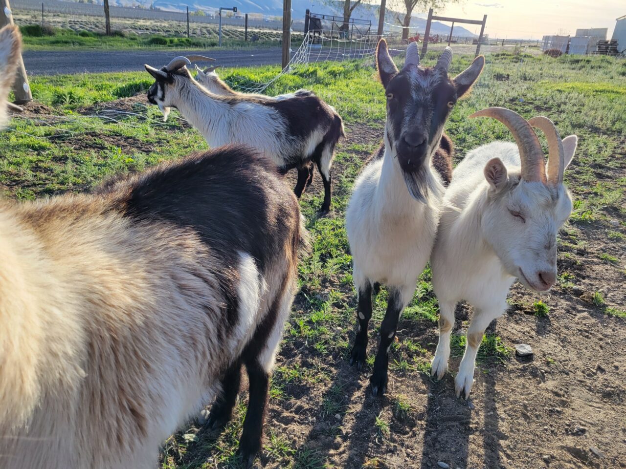 American researchers train AI to assess the mental state of goats ...