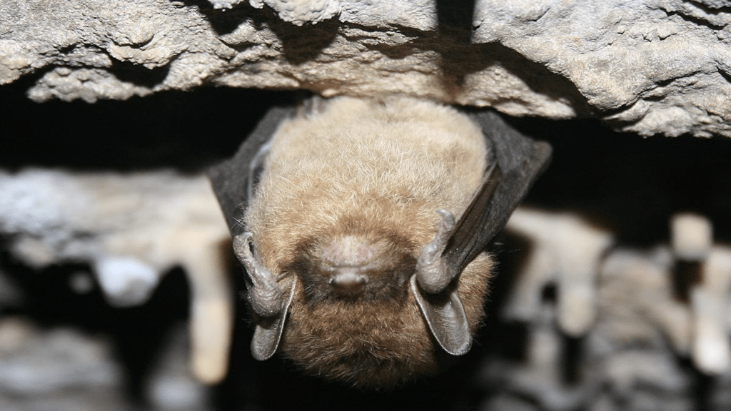 New Yorker finden heraus, dass die Verwendung von Fledermauskot als ...