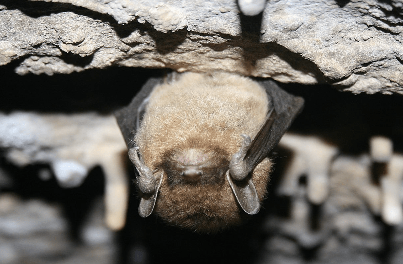 New Yorkers find out that using bat poop for cannabis fertilizer can be ...