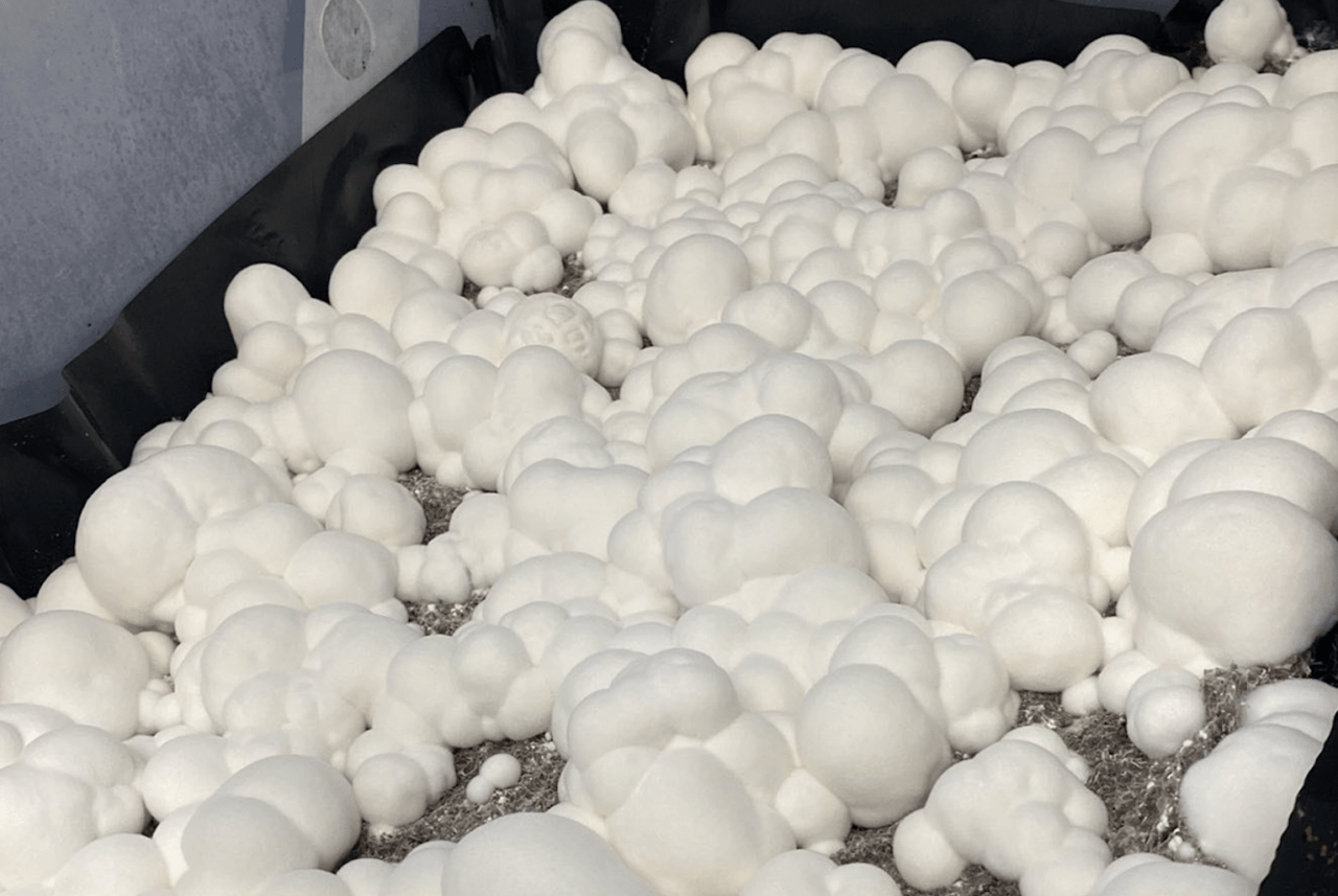 'Snowball Cubensis' psilocybin strain turns heads, completely unique ...