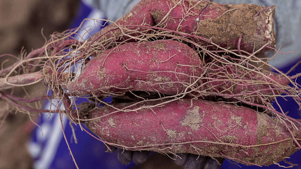 Sweet potato extract inhibits lung cancer growth, Tennessee researchers ...