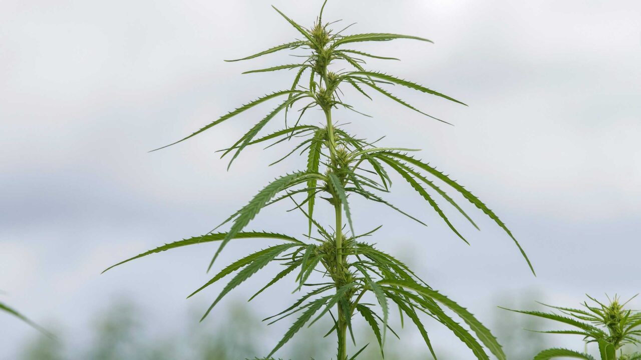 Glass House & UC Berkeley partner to study AI automation in hemp ...