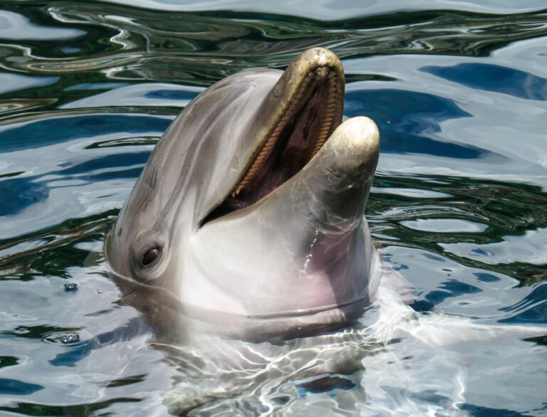 Google creates AI model to help understand what dolphins are talking ...