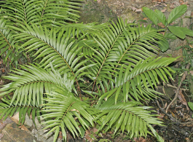 Scientists achieve rare earth elements plant extraction breakthrough ...