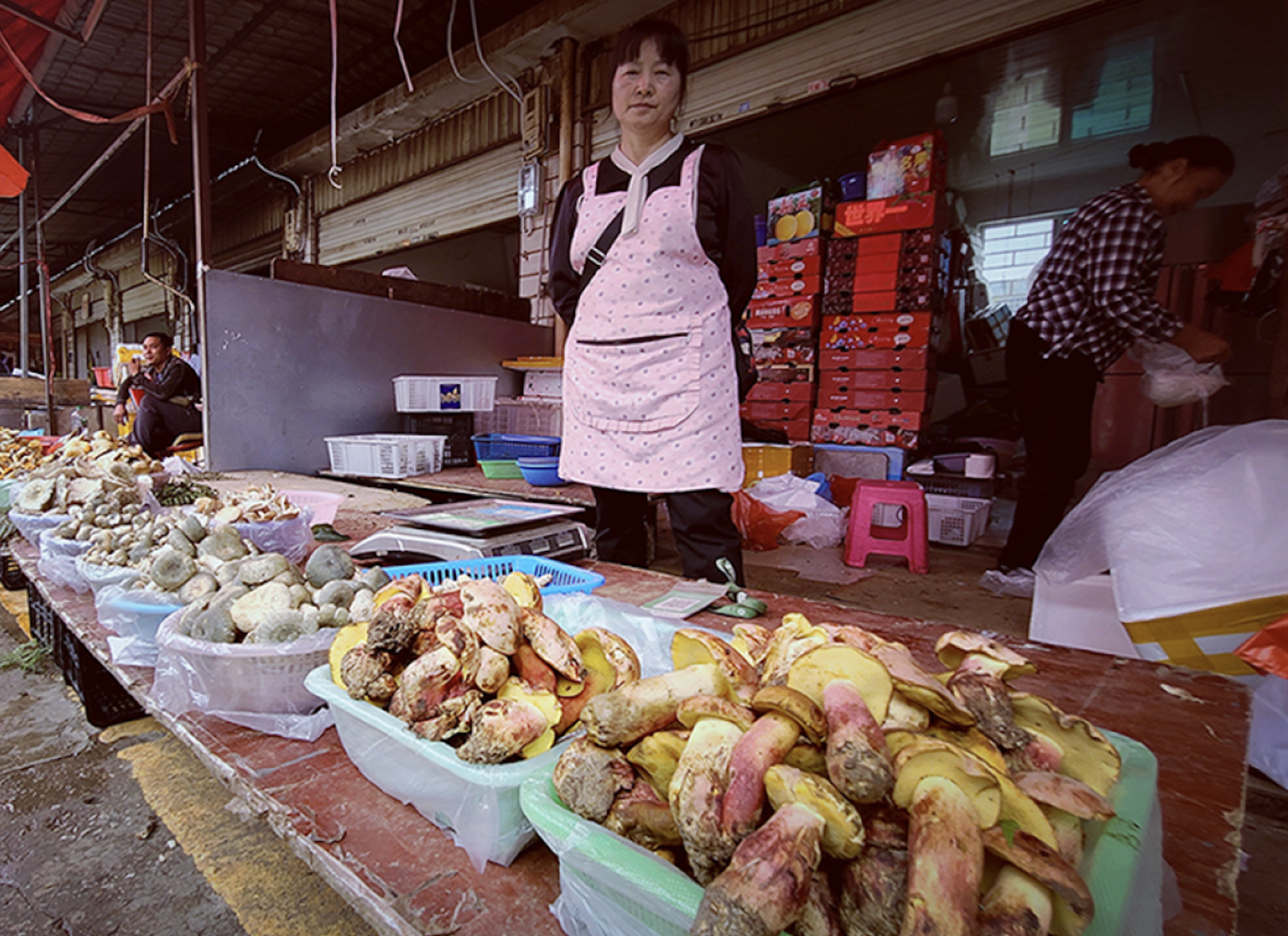 Mystifying mushroom causes bizarre visions of tiny humanoid creatures ...