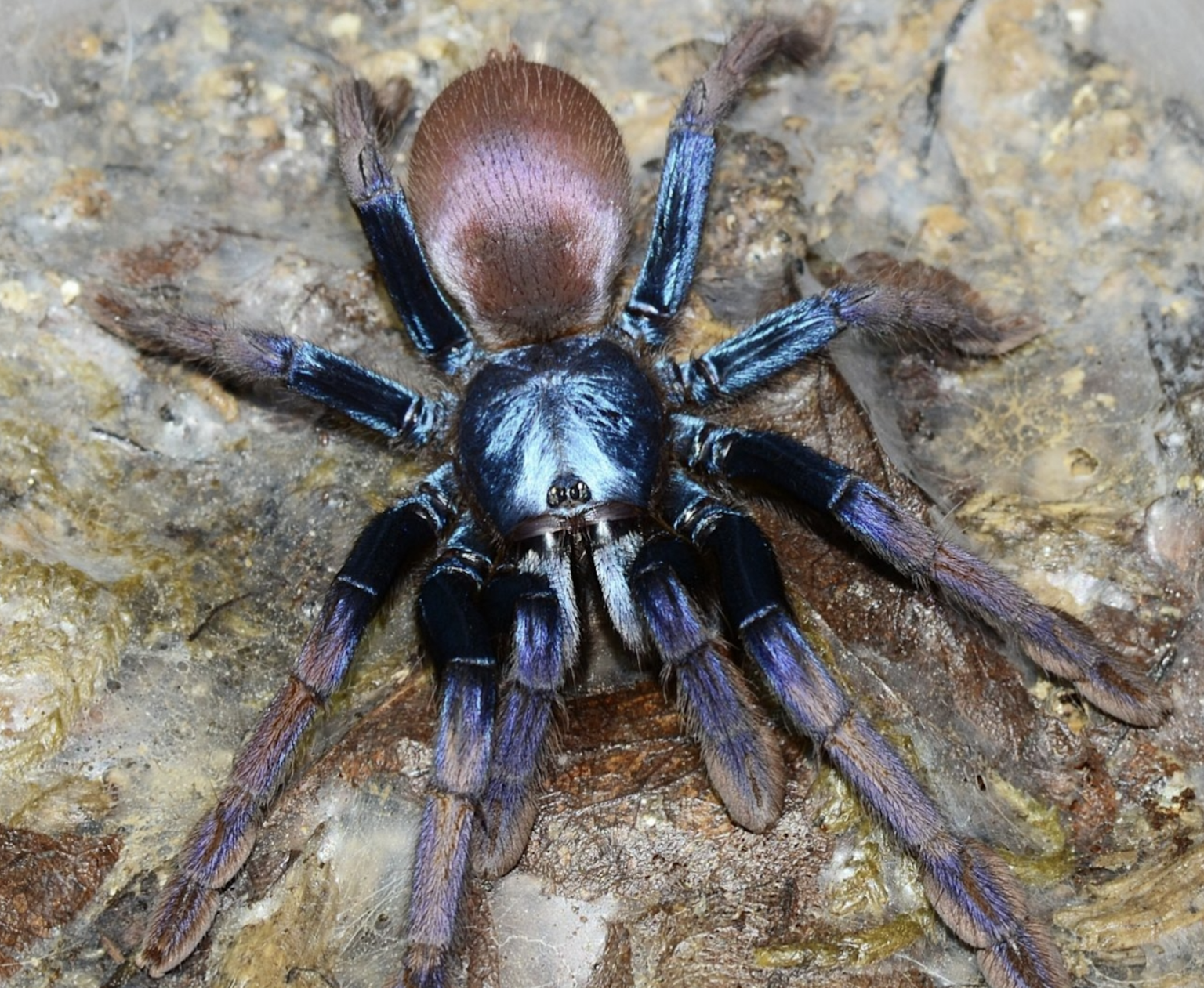'Psychedelic' tarantula added to Fauna & Flora's endangered species ...