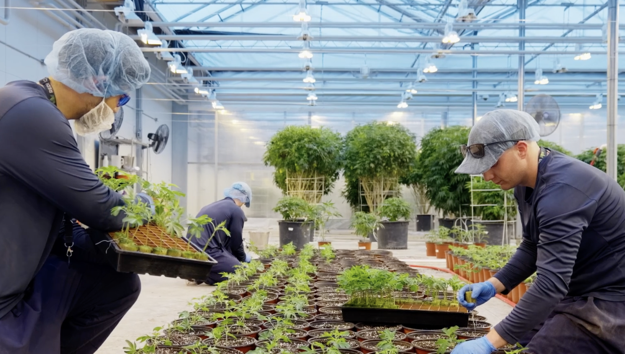 Canadian petition aims to make minimum cannabis consumption age 25, ban ...