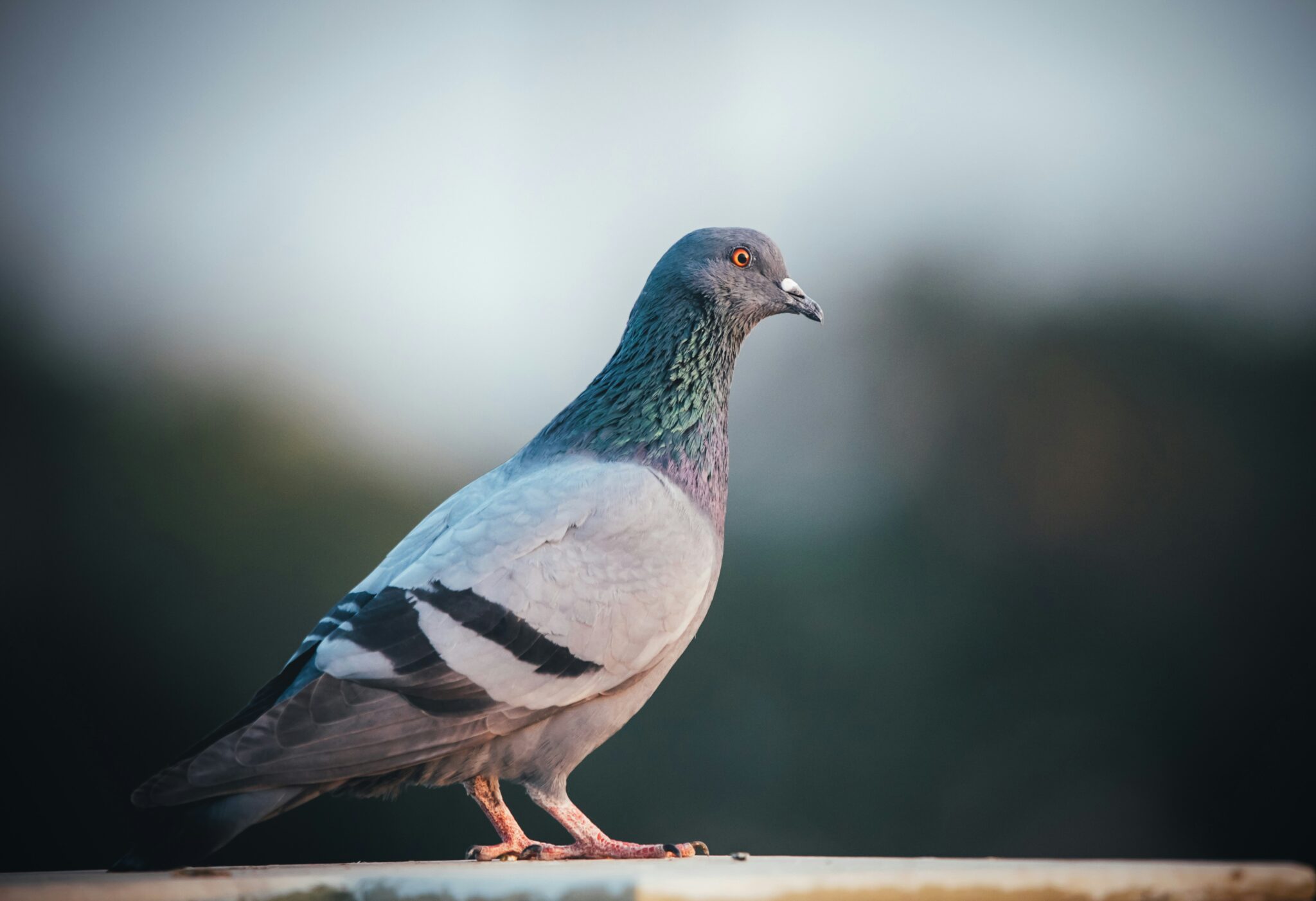 Pigeons help prevent radiologists from missing malignancies on CT scans ...